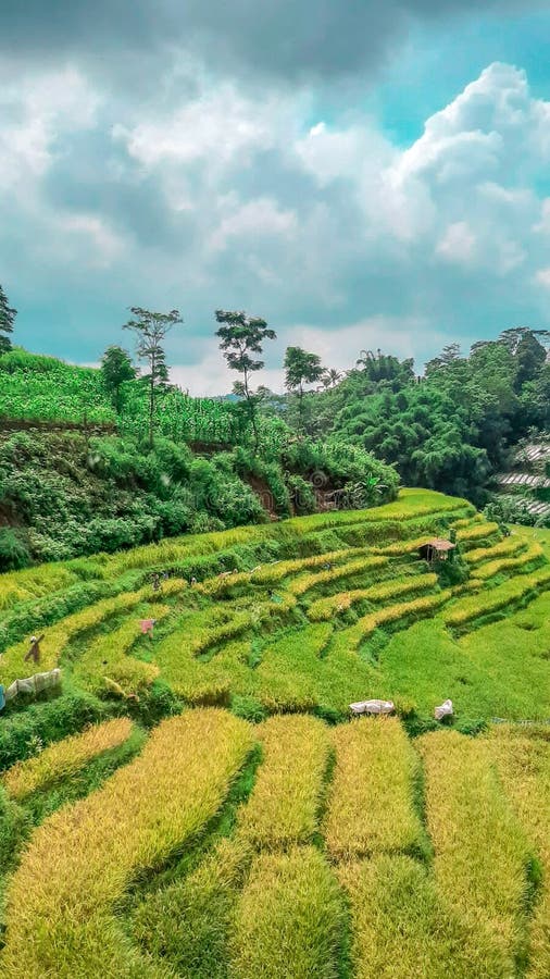 Rice Field on Bandung City Green Stock Image - Image of green, rice ...
