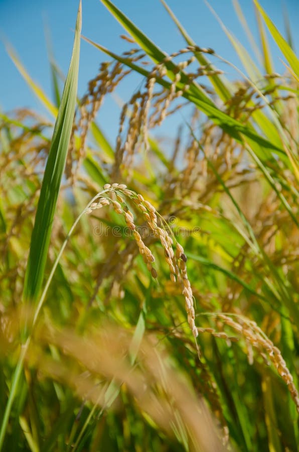 Rice field stock photo. Image of earth, agriculture, crop - 6911486