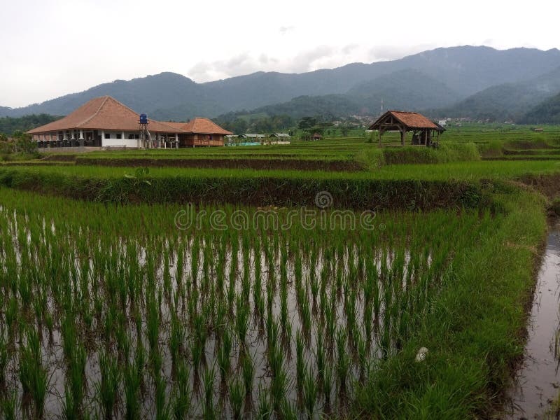 Rice Field and Beautiful Mountain Stock Image - Image of mountain ...