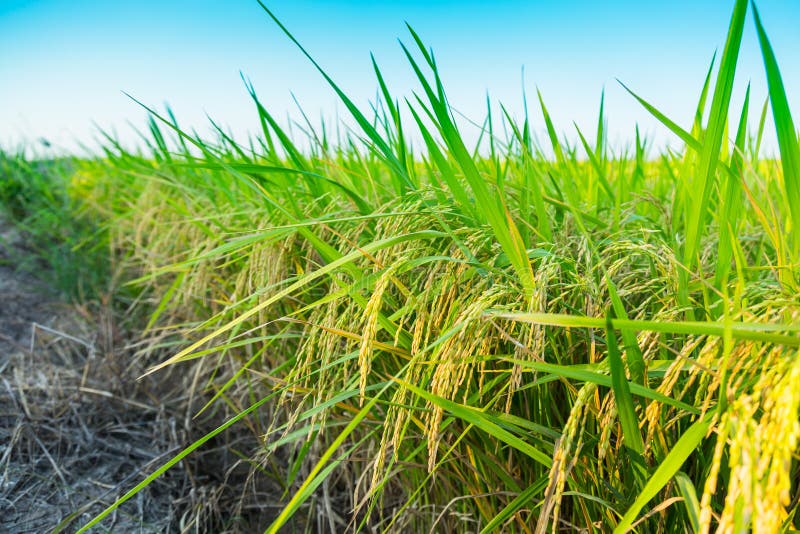 Rice field stock image. Image of occupation, food, golden - 62745779