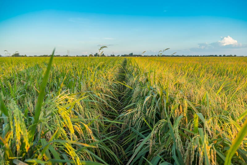 Rice field stock photo. Image of thailand, field, growth - 62746272