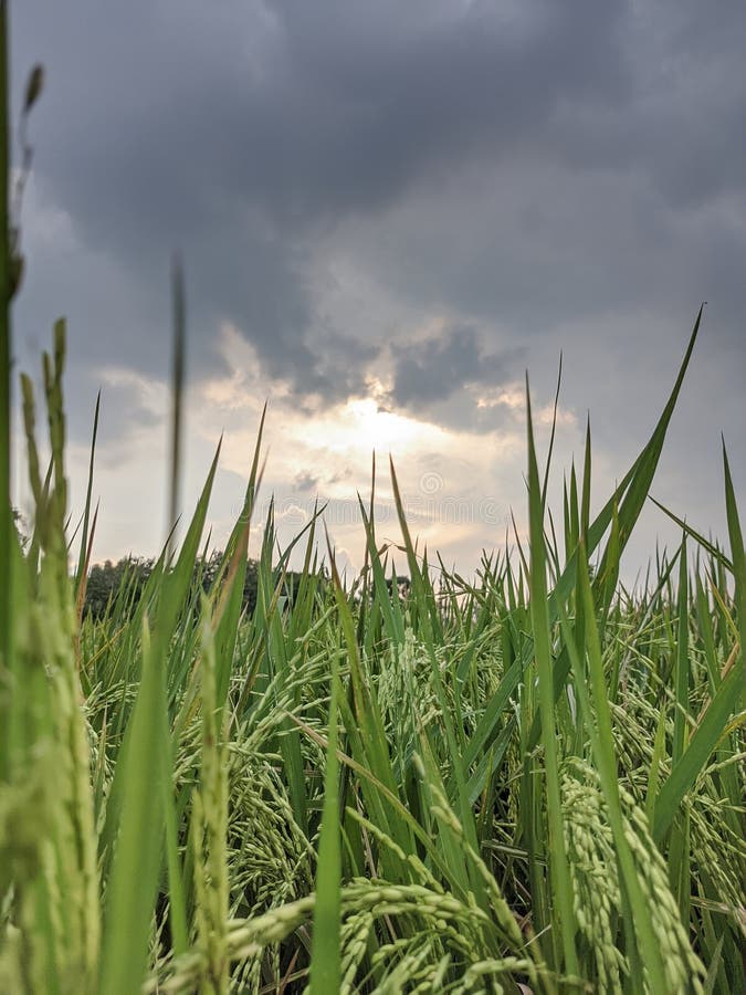 Rice Field with Beautiful Sun Stock Photo - Image of field, nature ...