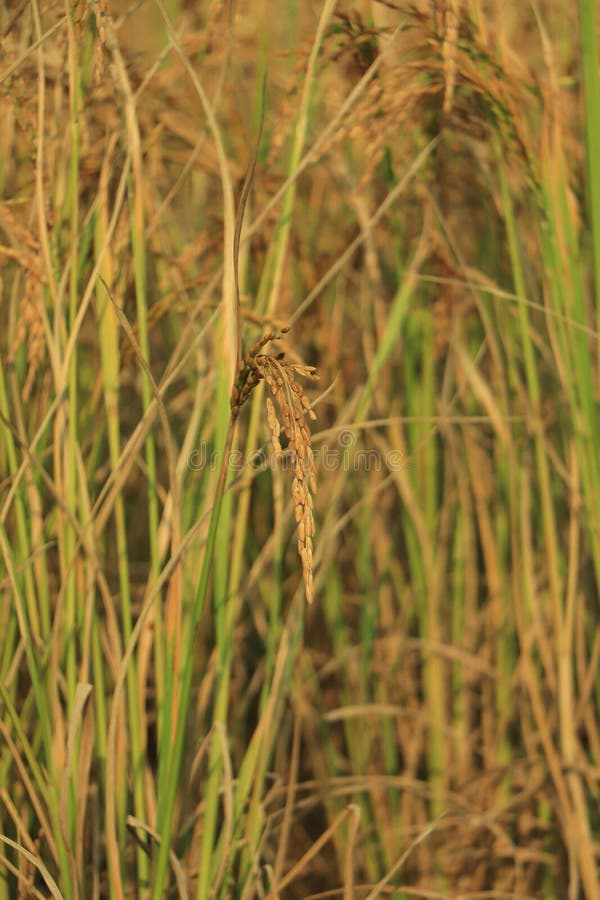 Rice Field in Beautiful Sunrise Stock Image - Image of countryside ...