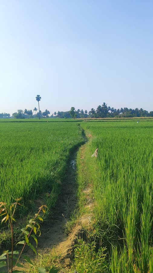 Rice Field from Begging Stage Stock Image - Image of prairie, plain ...