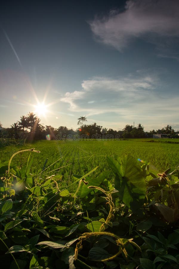 425 Sun Ricefield Stock Photos - Free & Royalty-Free Stock Photos from ...
