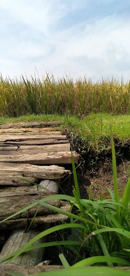 The Rice Field Behind the House is Harvest Time Stock Image - Image of ...