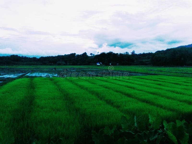 Rice field stock image. Image of home, rice, ricefield - 42634687