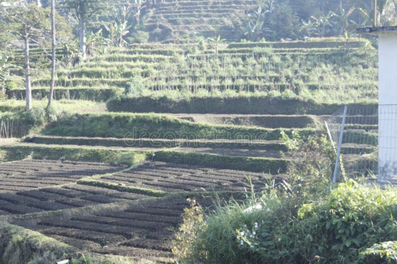 Field Berjo Village Nature Stock Photos - Free & Royalty-Free Stock ...