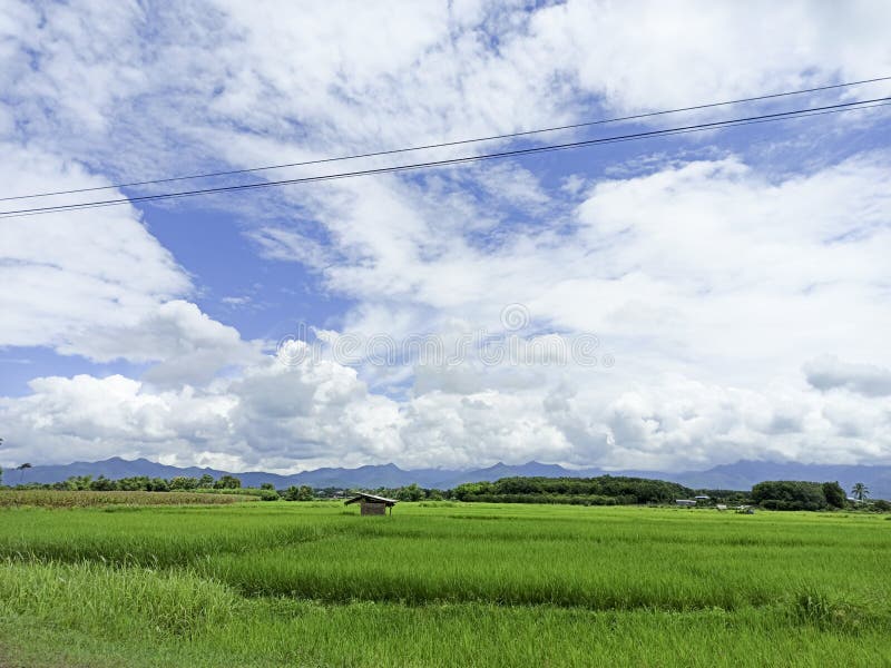 Rice Field in the Big Forest Stock Photo - Image of agriculture, view ...