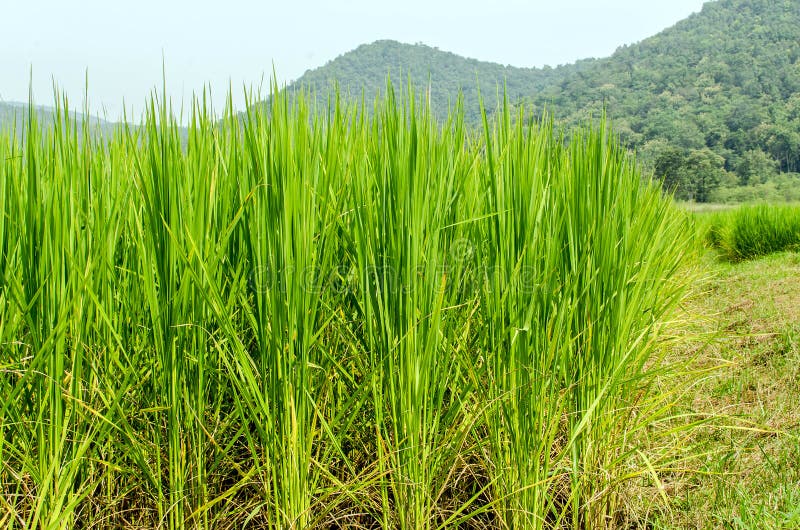 Rice Field and Big Mountain Stock Photo - Image of grain, agriculture ...