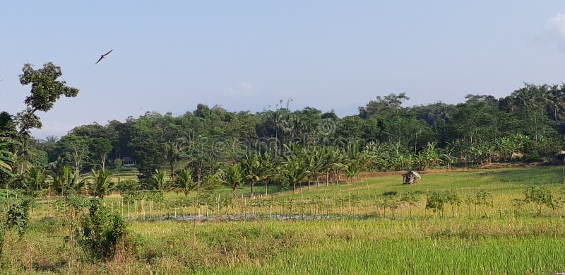 Rice Field; Bird Fly; Trees Stock Image - Image of farm, plain: 228260099