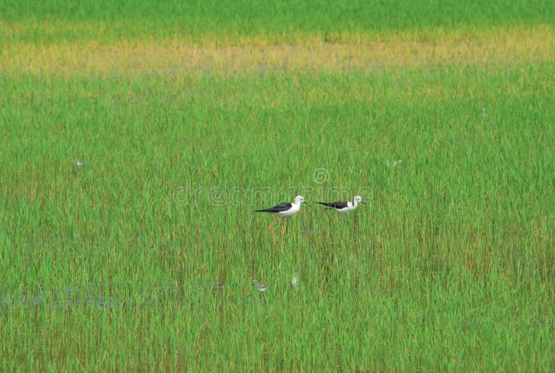 Rice field stock image. Image of walking, plant, birds - 42711839