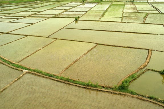 Rice field blocks stock photo. Image of fields, countryman - 4096746
