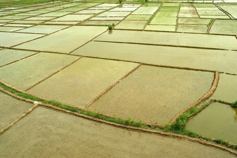 Rice field blocks stock photo. Image of fields, countryman - 4096746