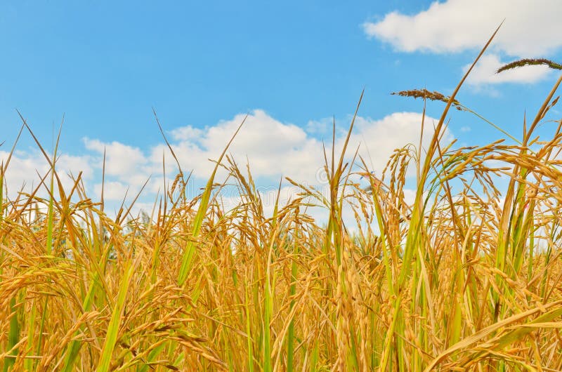 Rice field stock image. Image of stems, cereal, brown - 22570545