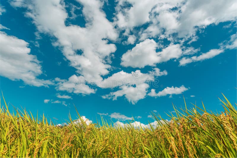 Rice Field with Blue Sky in the Background. Stock Image - Image of leaf ...