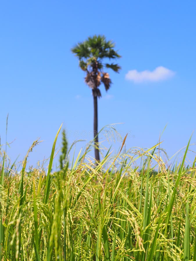 1,595 Blurred Rice Field Background Stock Photos - Free & Royalty-Free ...