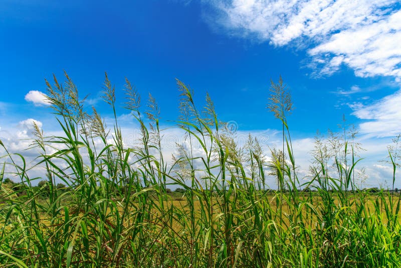 Rice Field on Blue Sky and Cloud Background in Sunshine Stock Photo ...