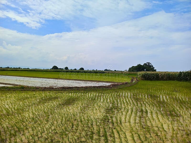 Rice Field with Blue Sky and Cloud Stock Photo - Image of green, blue ...