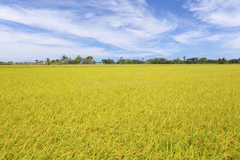 The Rice Field and Blue Sky Clouds Background, Thailand Stock Image ...