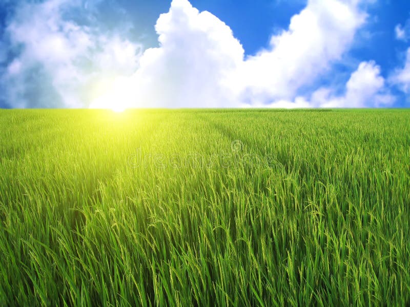 Rice field in blue sky stock photo. Image of crop, foliage - 32138846