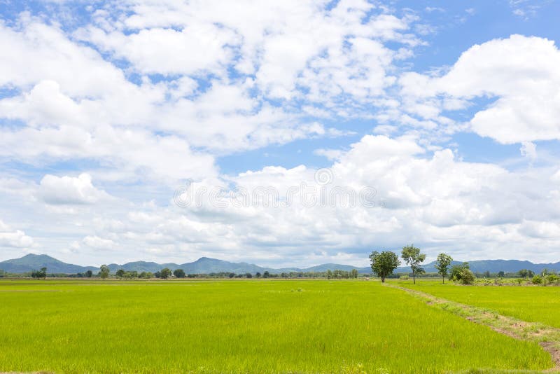 Rice field and blue sky stock image. Image of land, nature - 96258831