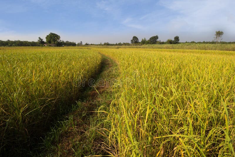 Rice field and blue sky stock photo. Image of background - 254129990