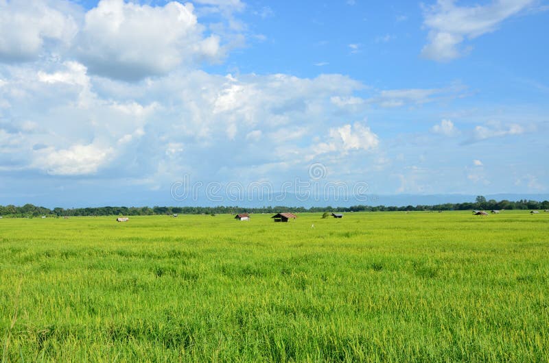 Rice field of blue sky stock image. Image of yellow, summer - 50166577