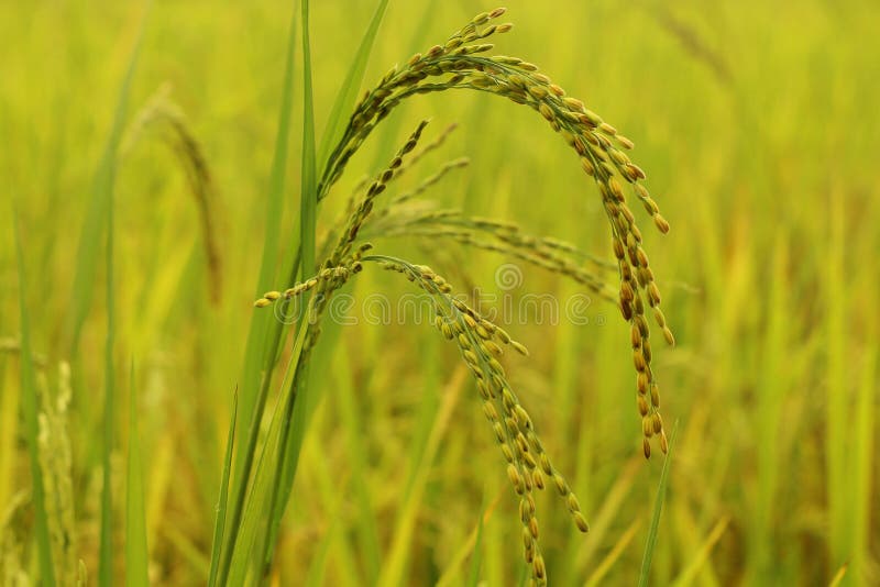 1,595 Blurred Rice Field Background Stock Photos - Free & Royalty-Free ...