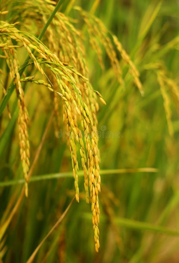 914 Blurred Rice Farm Background Stock Photos - Free & Royalty-Free ...