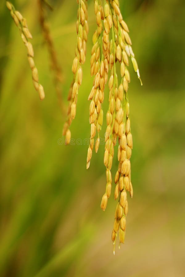 771 Blurred Rice Farm Background Photos - Free & Royalty-Free Stock ...