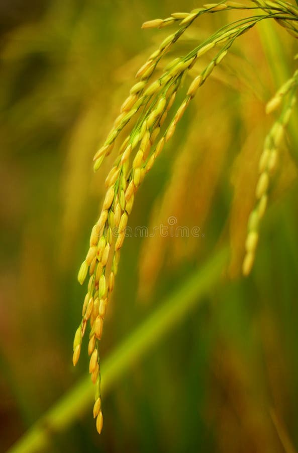 Rice Field with Blurred Background. Stock Image - Image of agriculture ...