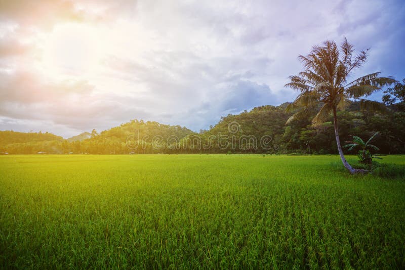 Rice Field on Bohol, Philippines Stock Image - Image of environment ...