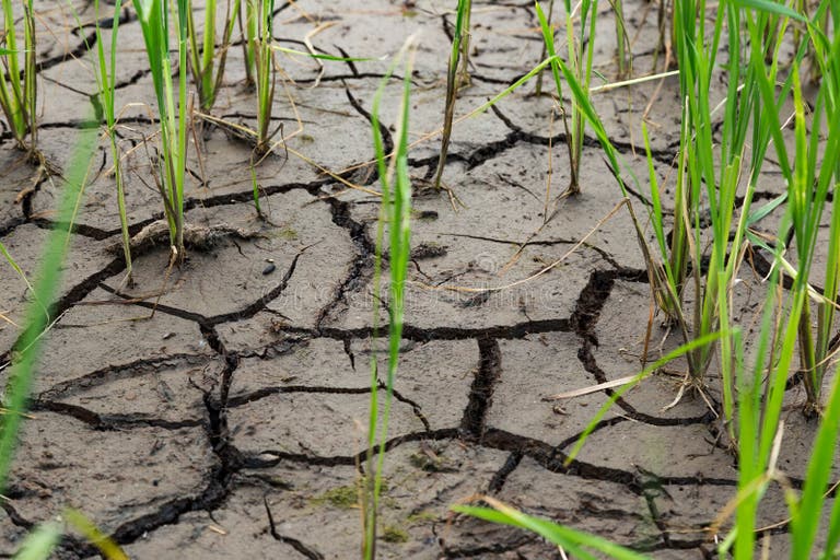 Rice field stock photo. Image of fresh, fields, clouds - 84759368