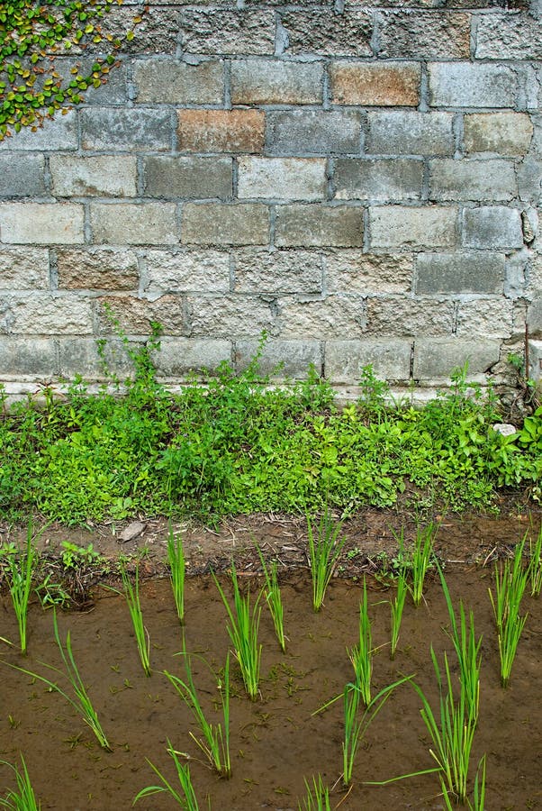 Rice field and brick wall stock photo. Image of landscape - 47049152