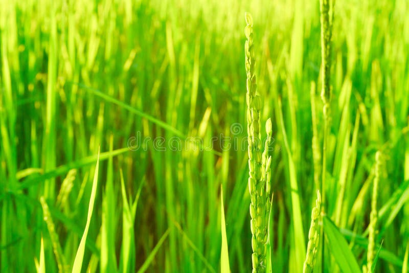 Rice Field in Bright Green Color, Rice is Blooming Stock Image - Image ...