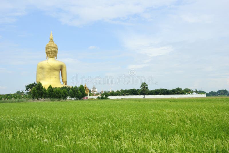 Rice field of buddha stock photo. Image of culture, tropical - 48415770