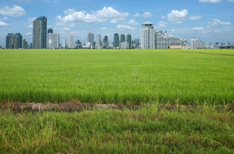 Rice field buildings stock image. Image of rice, field - 20882747