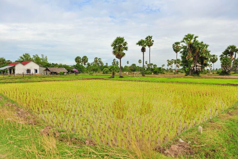 Rice field in Cambodia stock image. Image of cambodia - 26115443