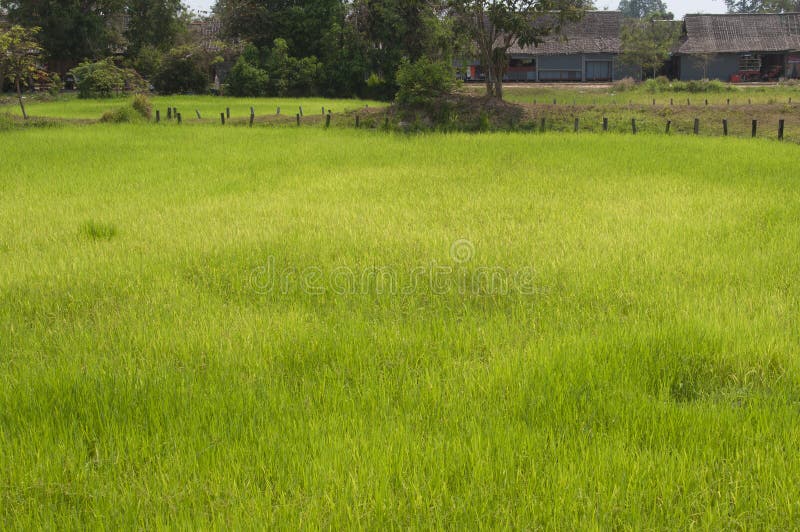 Rice field in Cambodia stock image. Image of culture - 38951309