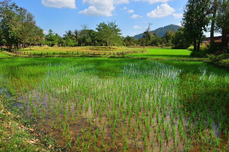 Rice field in Cambodia stock photo. Image of field, industry - 26115424