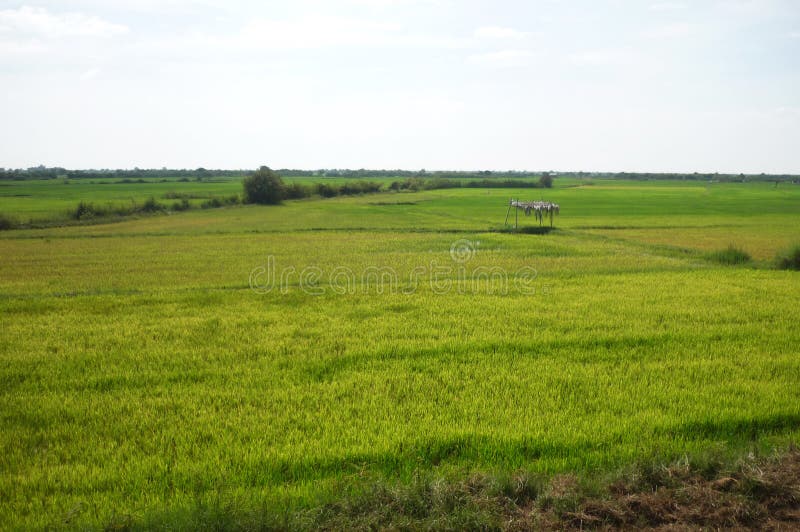 Rice field in Cambodia stock photo. Image of field, industry - 26115424
