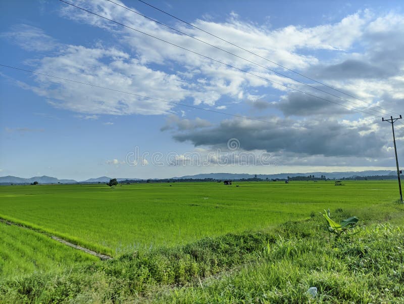 Rice Field at Center Sulawesi Stock Image - Image of center, field ...