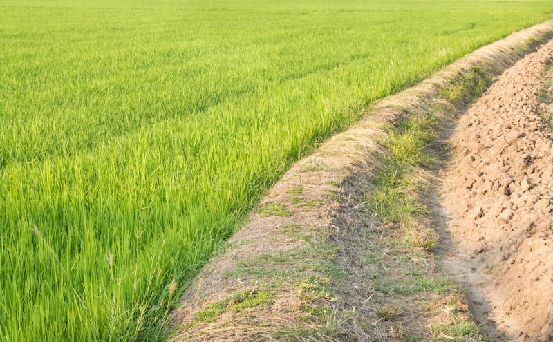 Rice field with channel stock photo. Image of background - 54140714