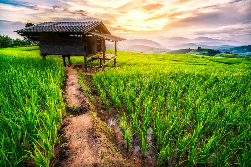 Rice field in Chiang Mai stock image. Image of sunset - 80036197
