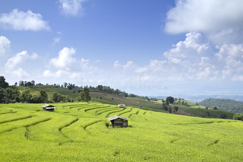 Rice field of Chiang mai stock image. Image of mountain - 58890901