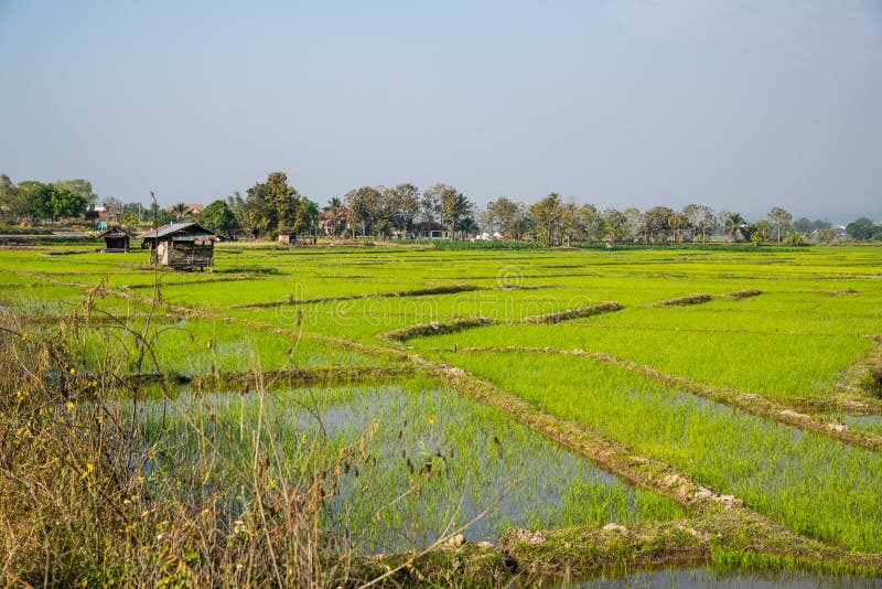 Rice Field in Chiang Rai Province Stock Photo - Image of meadow, farm ...