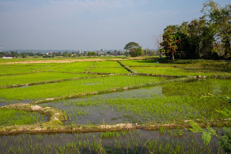 Rice Field in Chiang Rai Province Stock Image - Image of farm ...