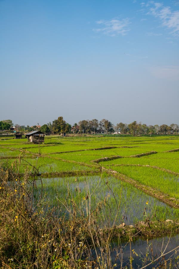 Rice Field in Chiang Rai Province Stock Photo - Image of plant, rural ...