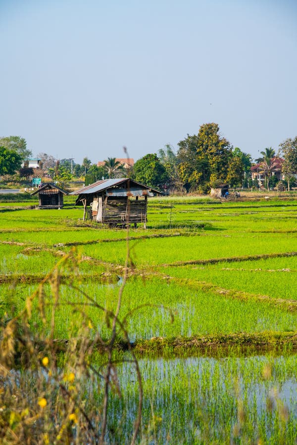 Rice Field in Chiang Rai Province Stock Photo - Image of farming, grass ...